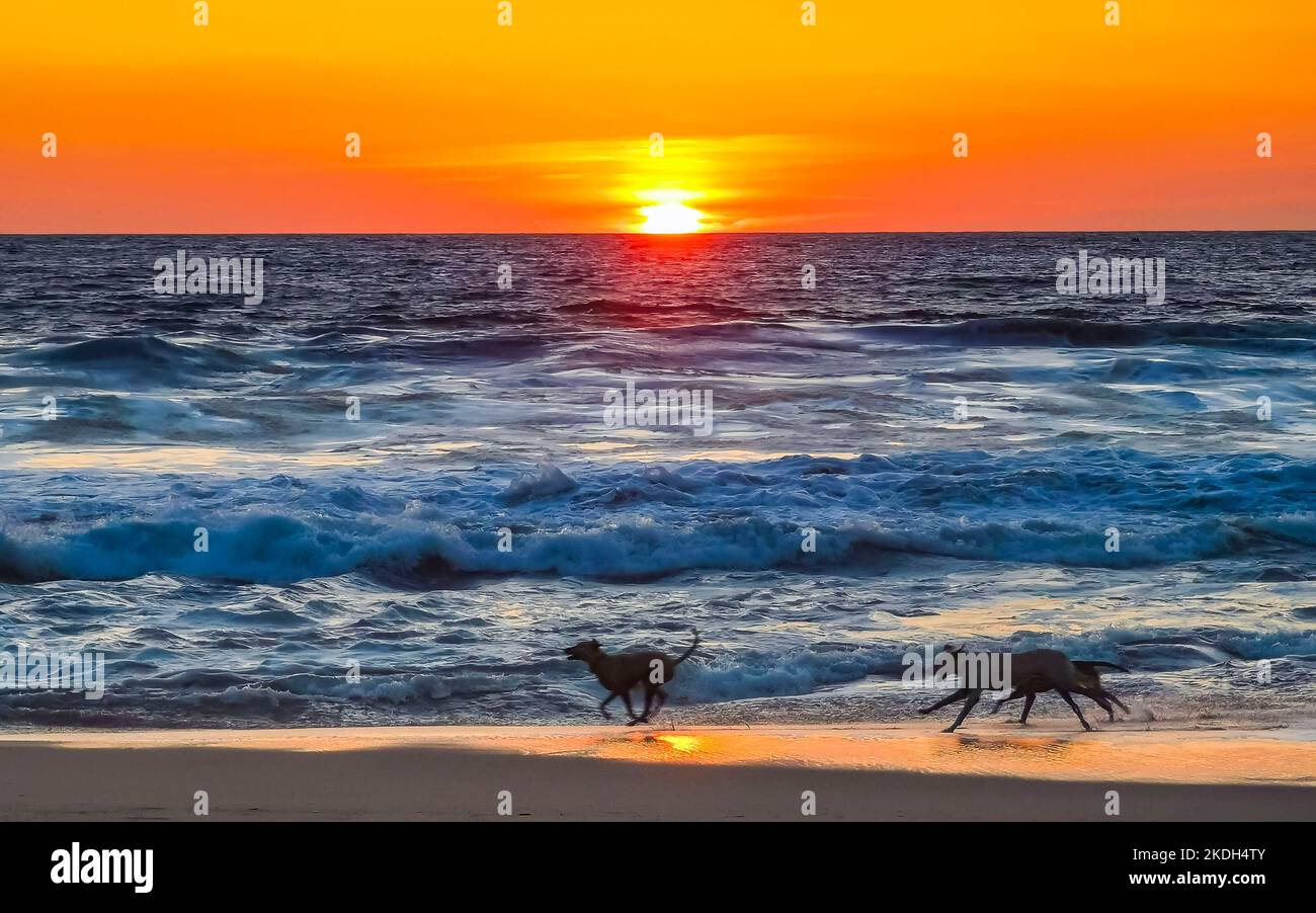 Dogs running happily in front of the sunset in yellow orange red on ...