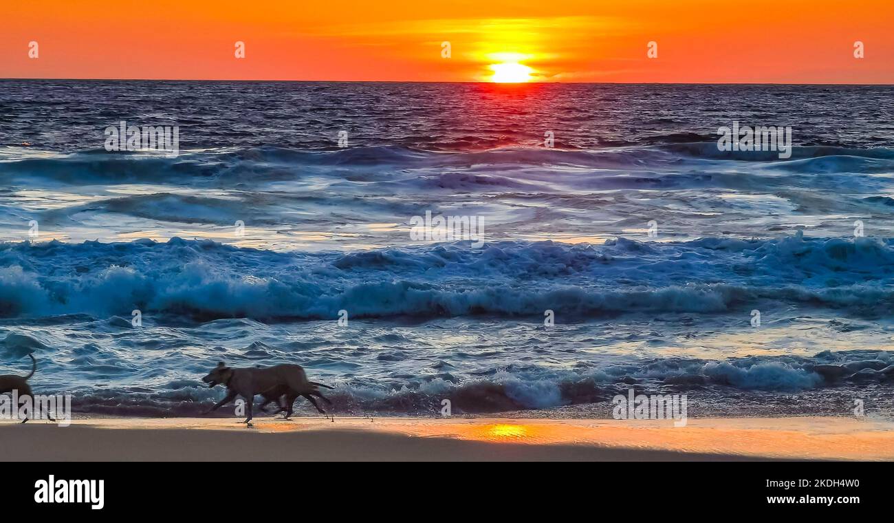Dogs running happily in front of the sunset in yellow orange red on ...