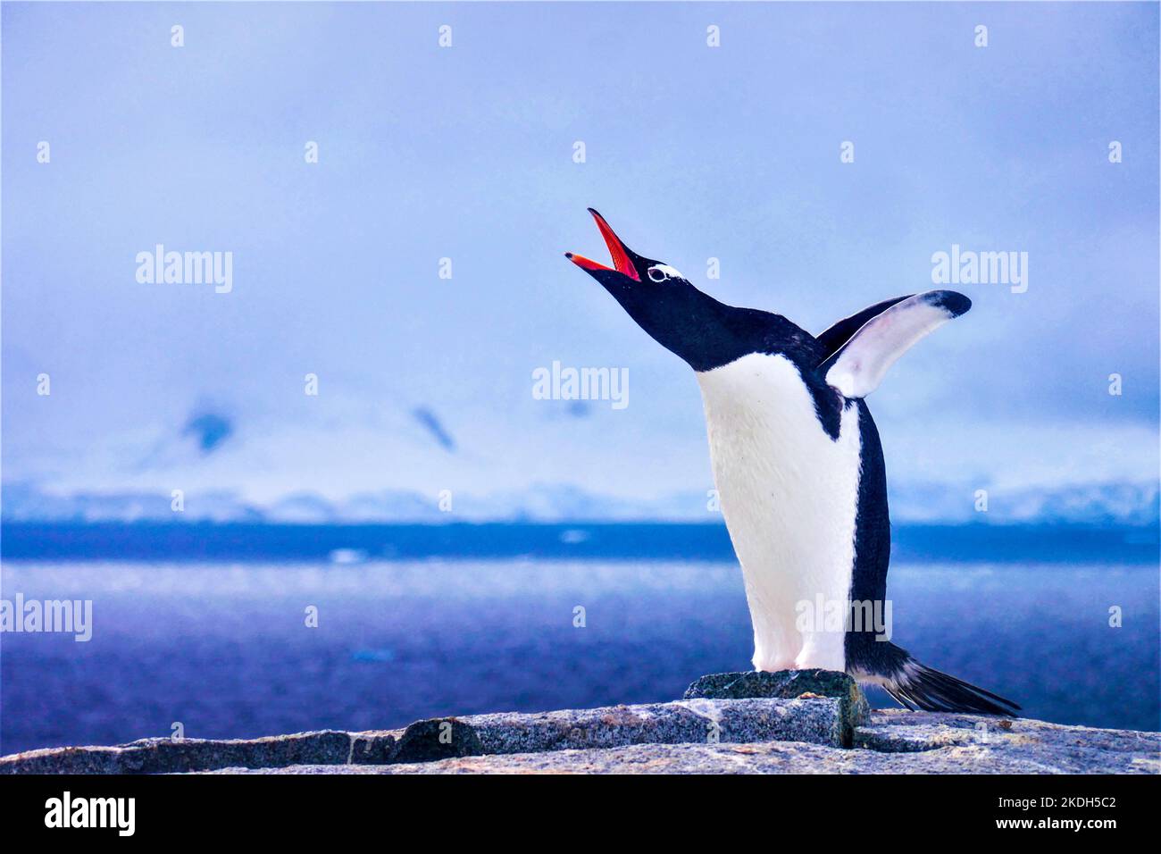Penguin with snow, ice, ocean or land in the background Stock Photo - Alamy