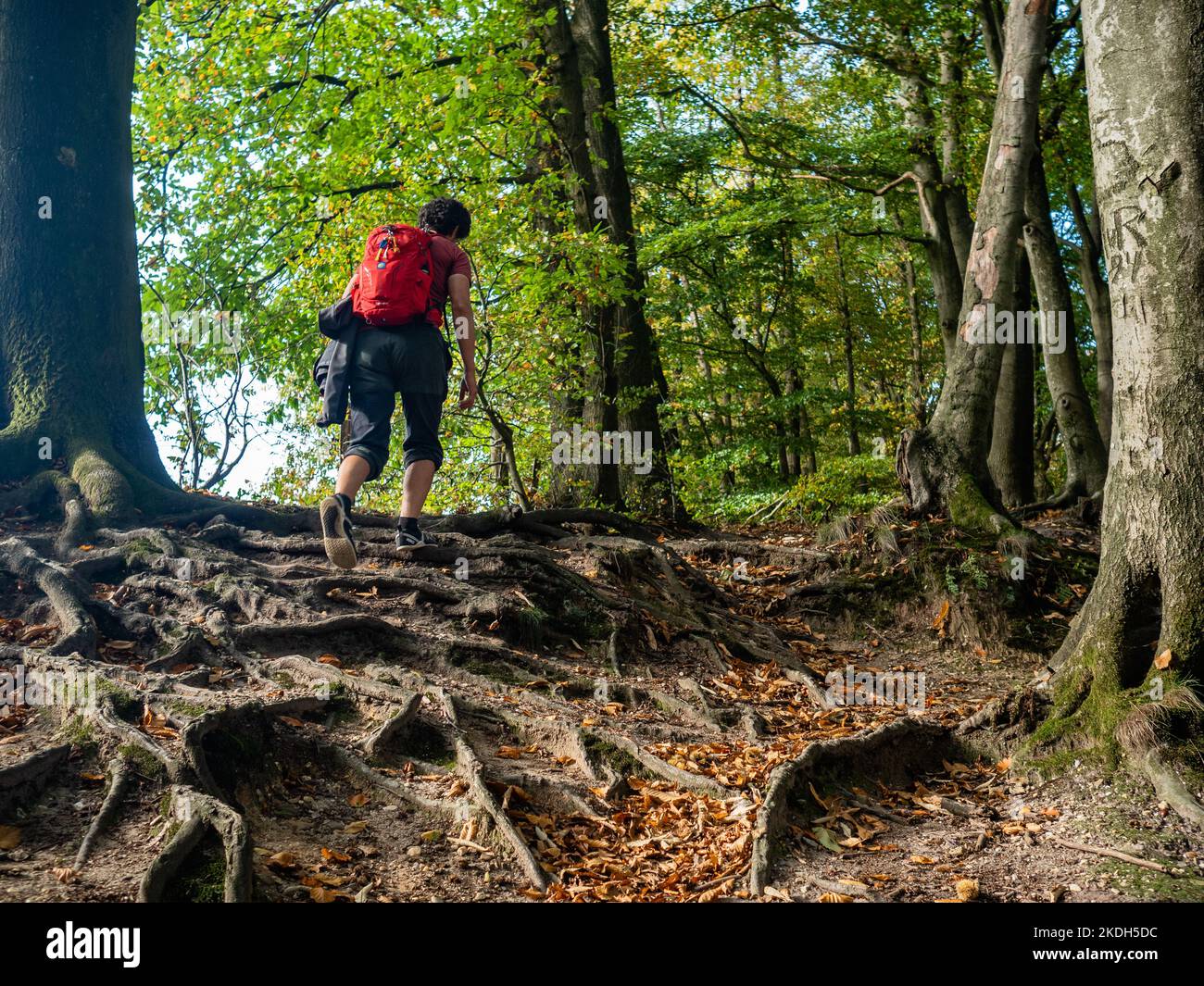 A man is seen walking over the roots of big trees. During the Autumn ...