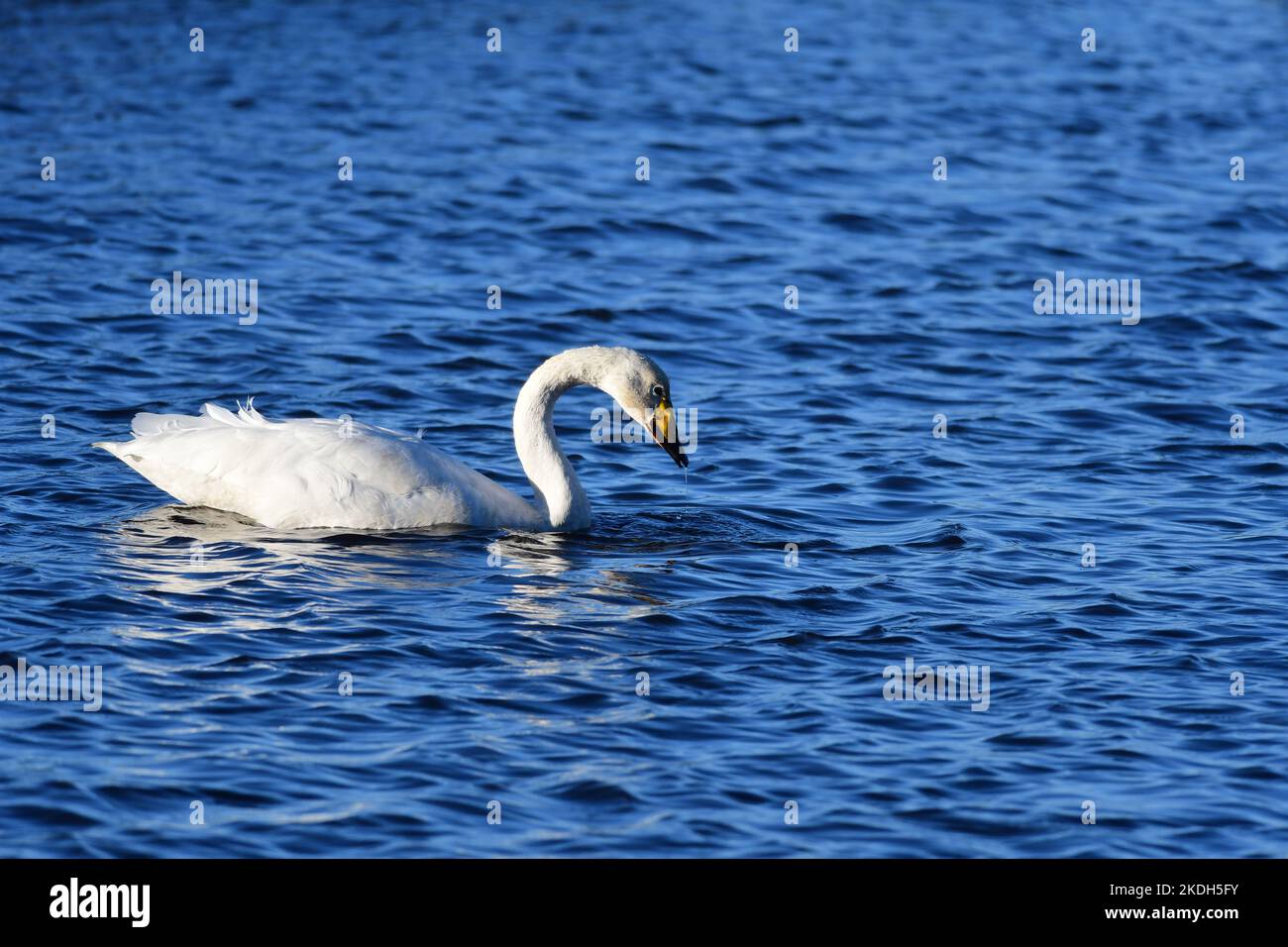 Whooper Swans Scotland Stock Photo - Alamy