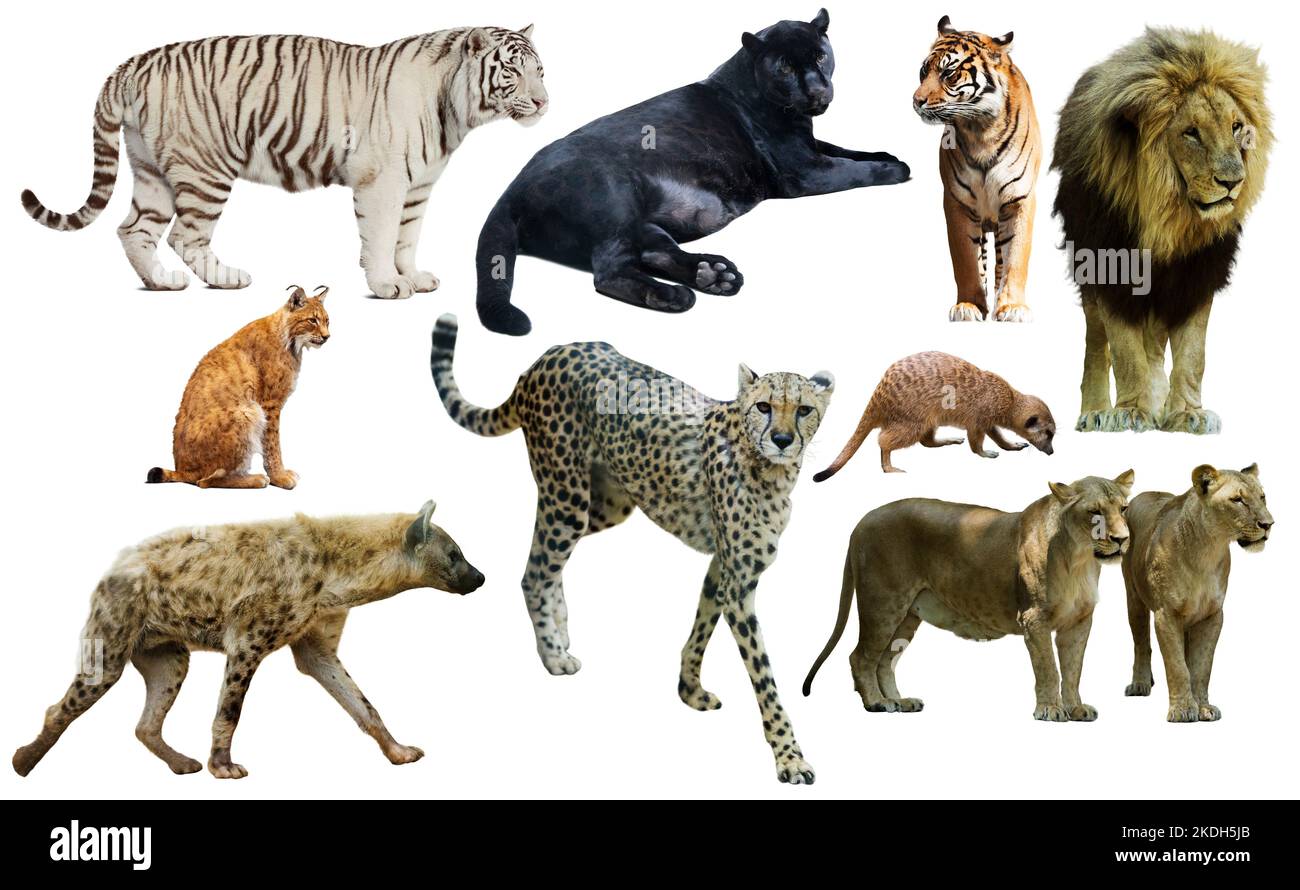 Set of wild mammals isolated over white Stock Photo - Alamy