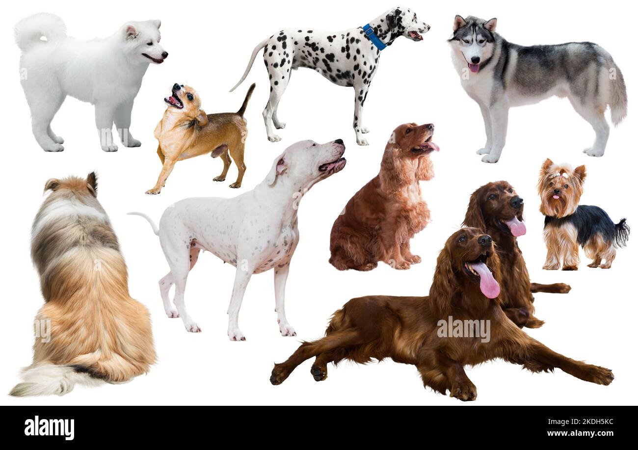 dog breed isolated Stock Photo - Alamy