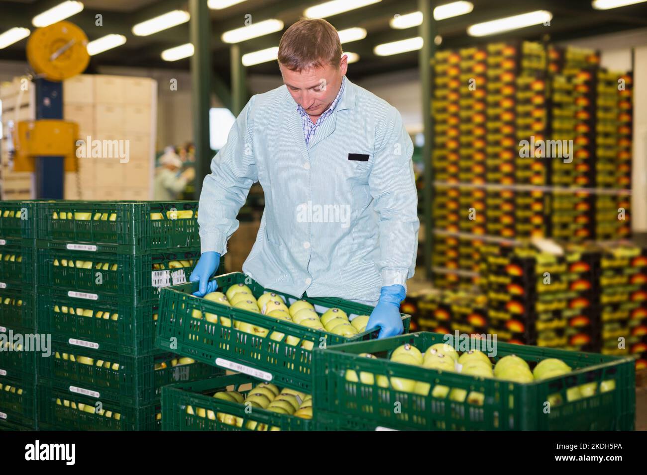Man stacking boxes with selected apples Stock Photo - Alamy