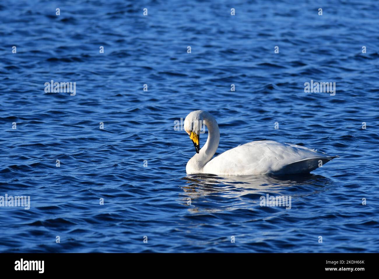 Whooper Swans Scotland Stock Photo - Alamy