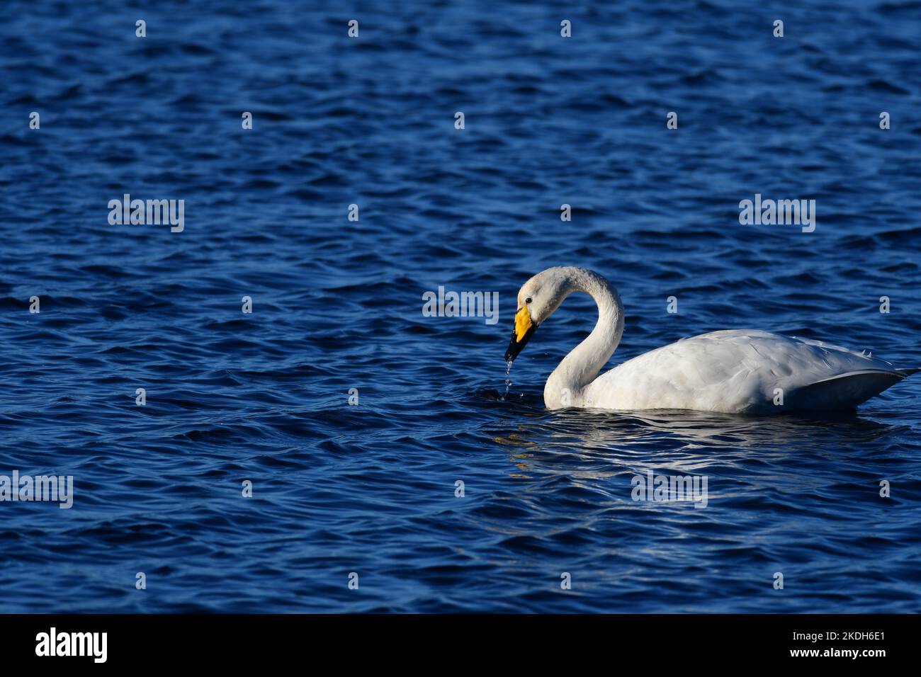 Scotlands national bird hi-res stock photography and images - Alamy