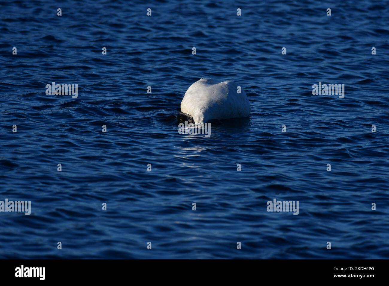 Whooper Swans Scotland Stock Photo - Alamy