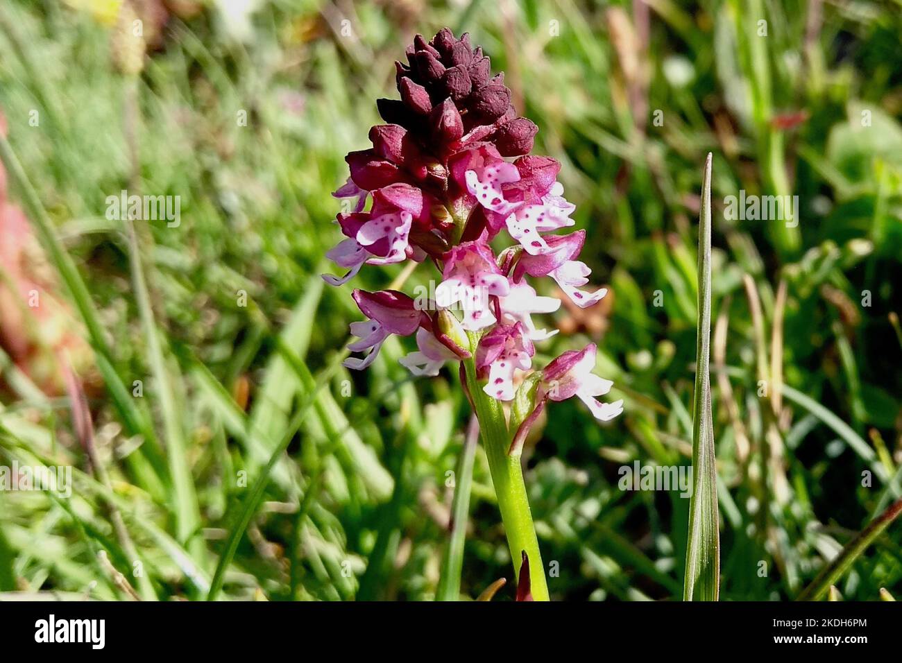 Rare alpine flower hi-res stock photography and images - Alamy