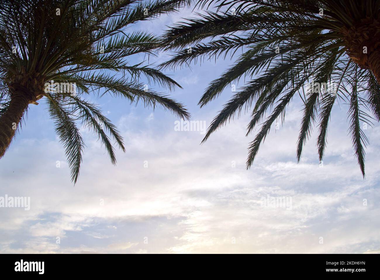 Beautiful green coconut palm trees on tropical beach against blue sky ...