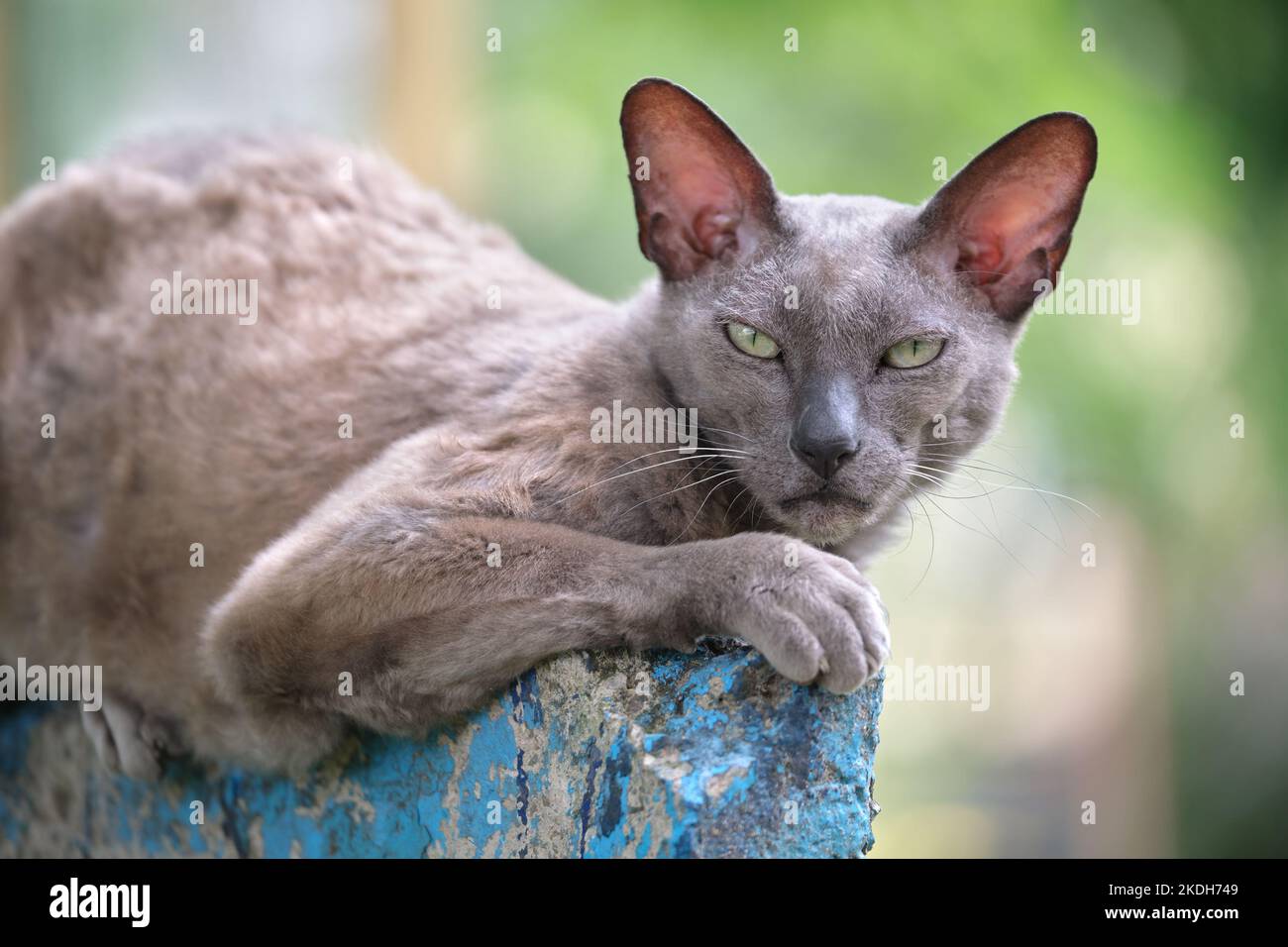 Big gray angry looking Sphinx breed stray cat resting on steet outdoors ...