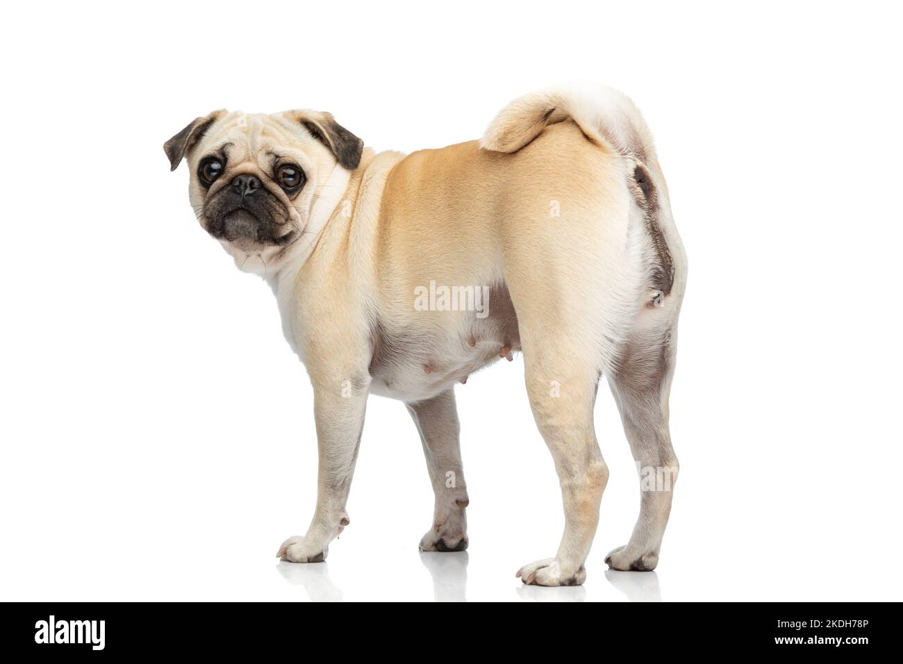 full body picture of a mops dog showing his buttocks against white ...