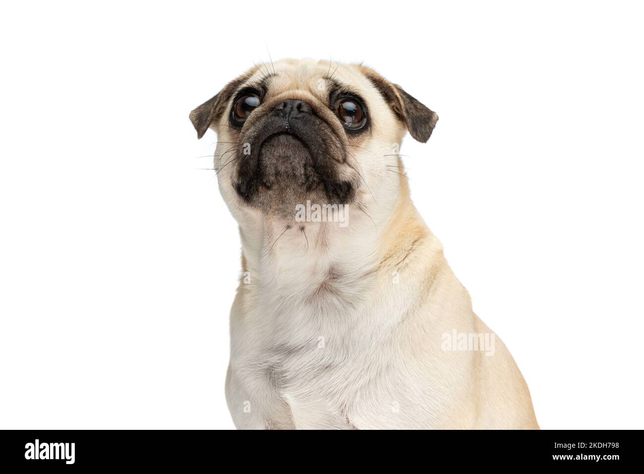 close-up on a mops dog making big eyes while looking up and sitting ...
