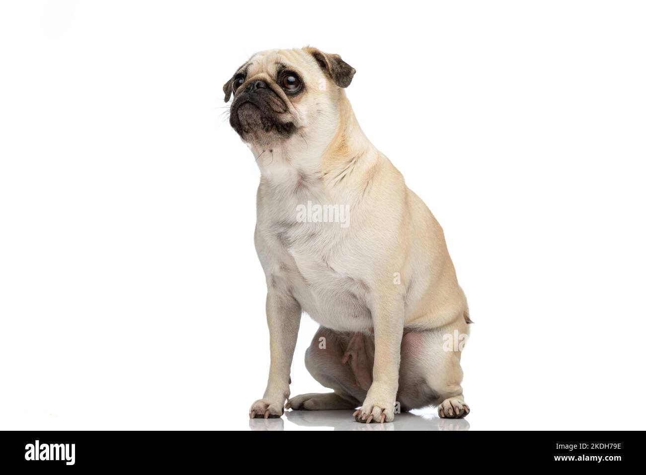 Adorable mops dog is looking up and sitting against white studio ...