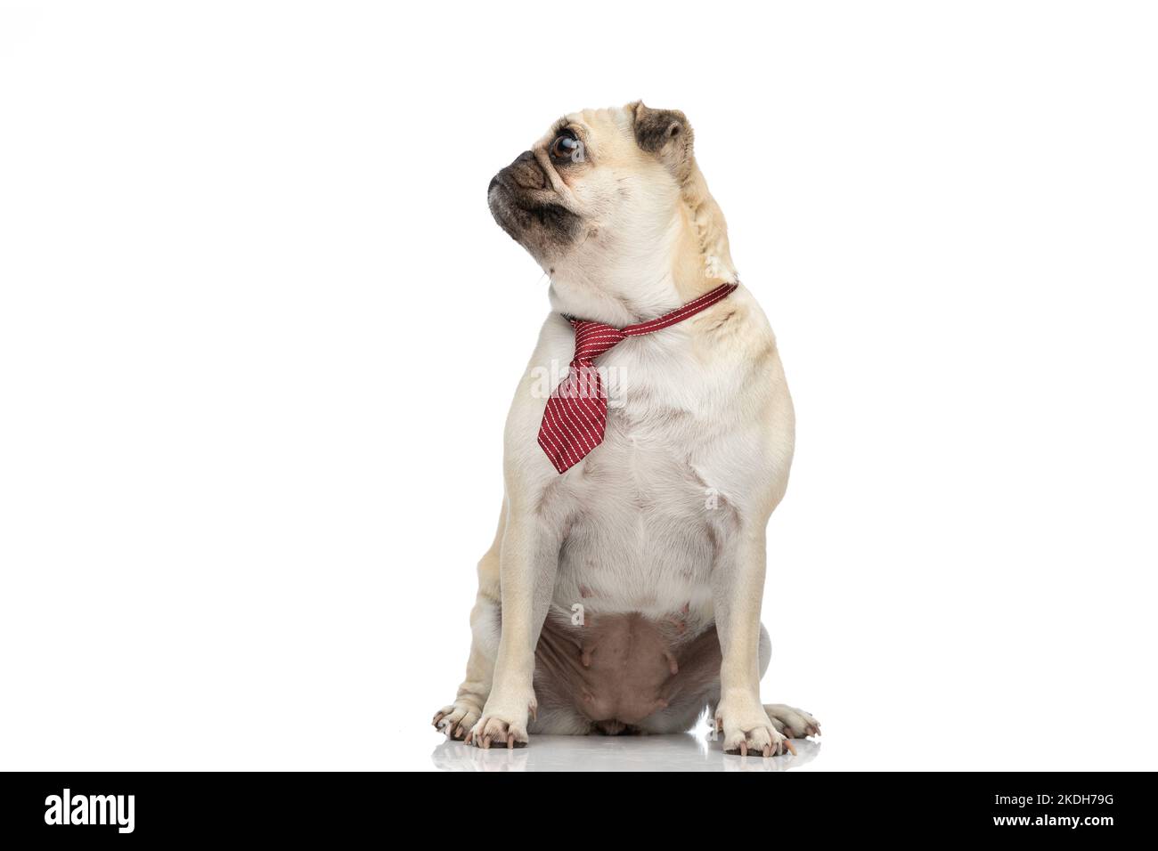 Elegant mops dog wearing a red tie while looking to the side and ...
