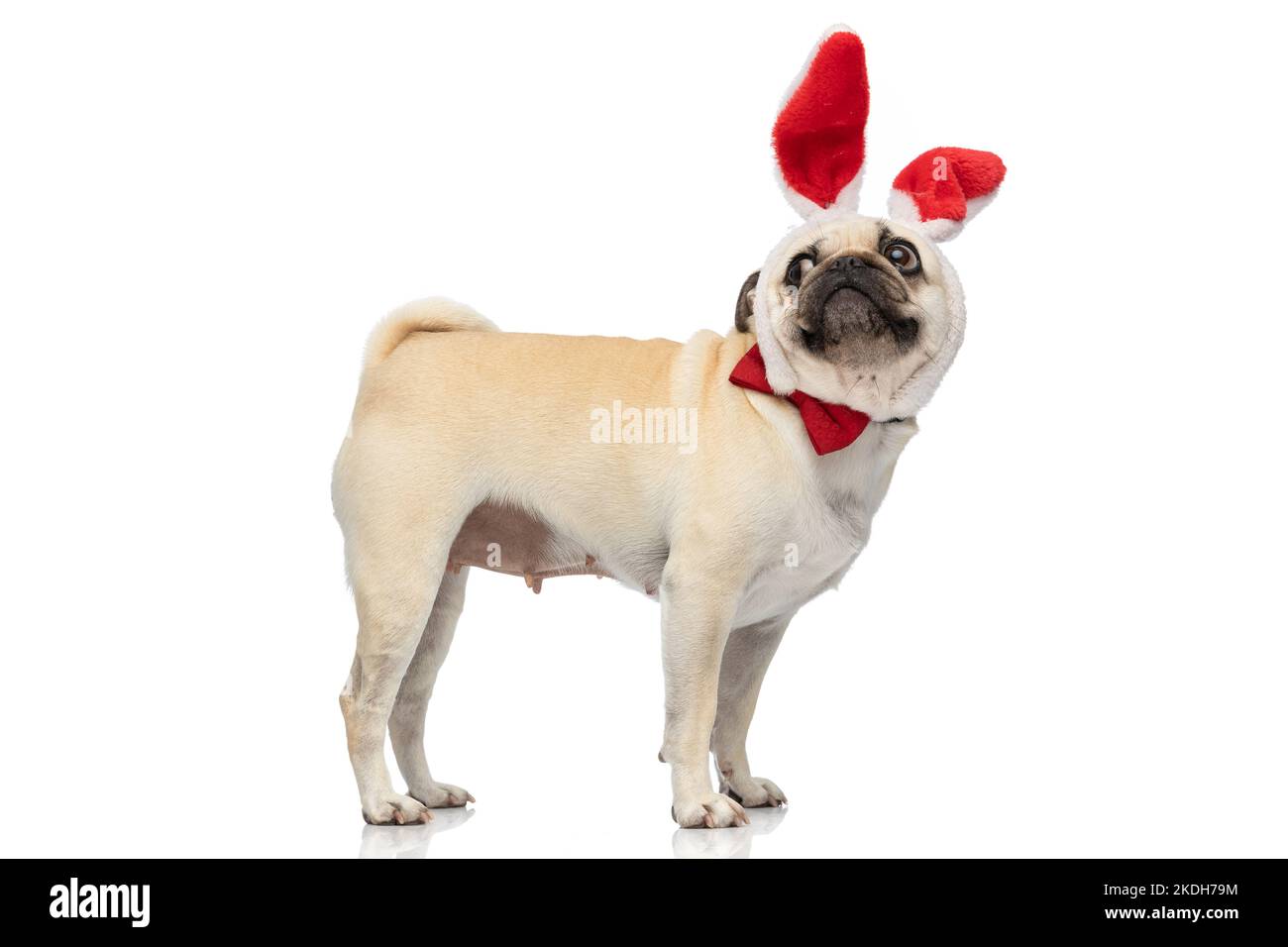 full body picture with side view of a cute pug dog wearing bunny ears ...