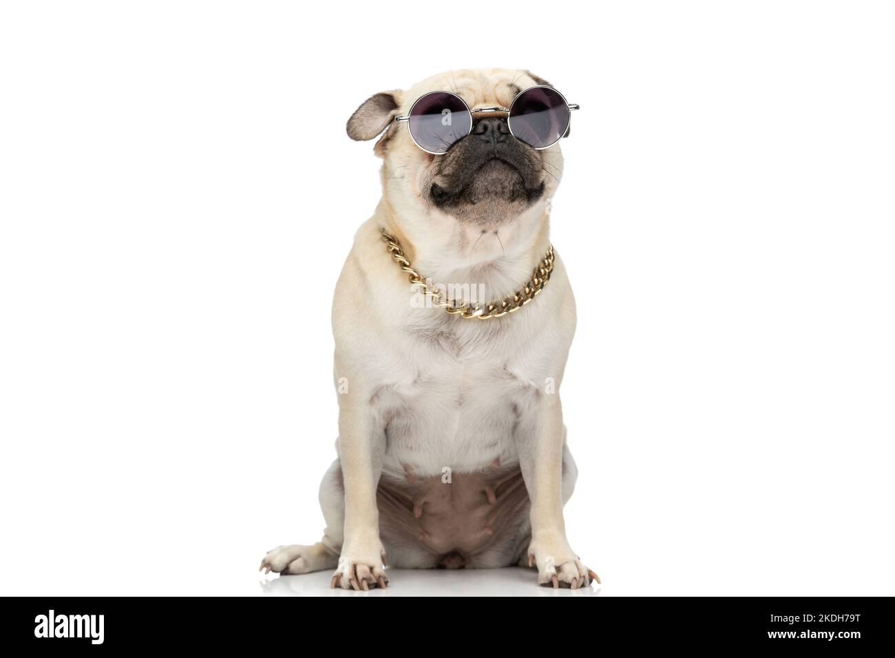 Cool pug dog wearing sunglasses and chain while sitting against white ...