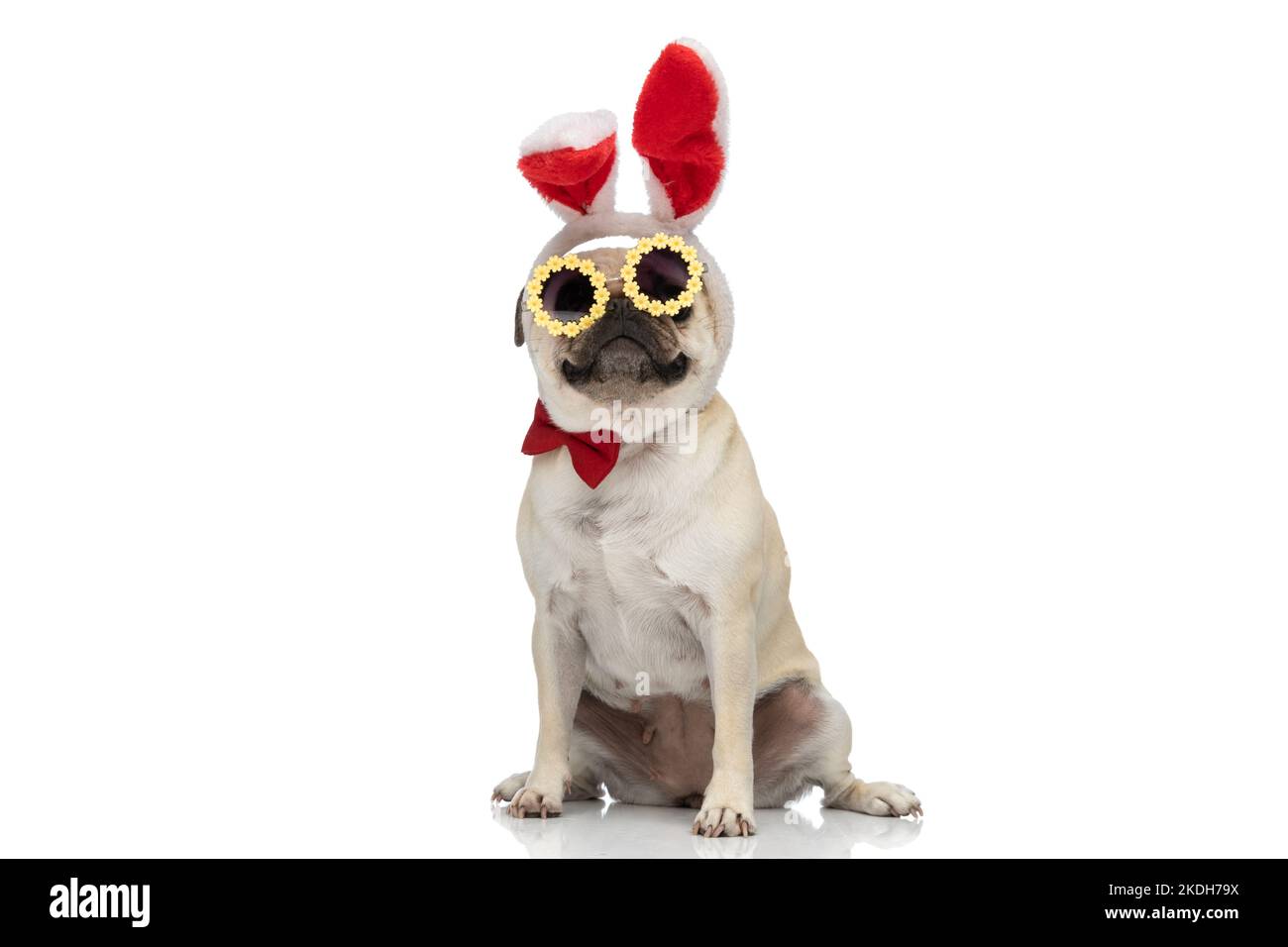 Cute pug dog wearing bunny ears with sunglasses and bow tie while ...