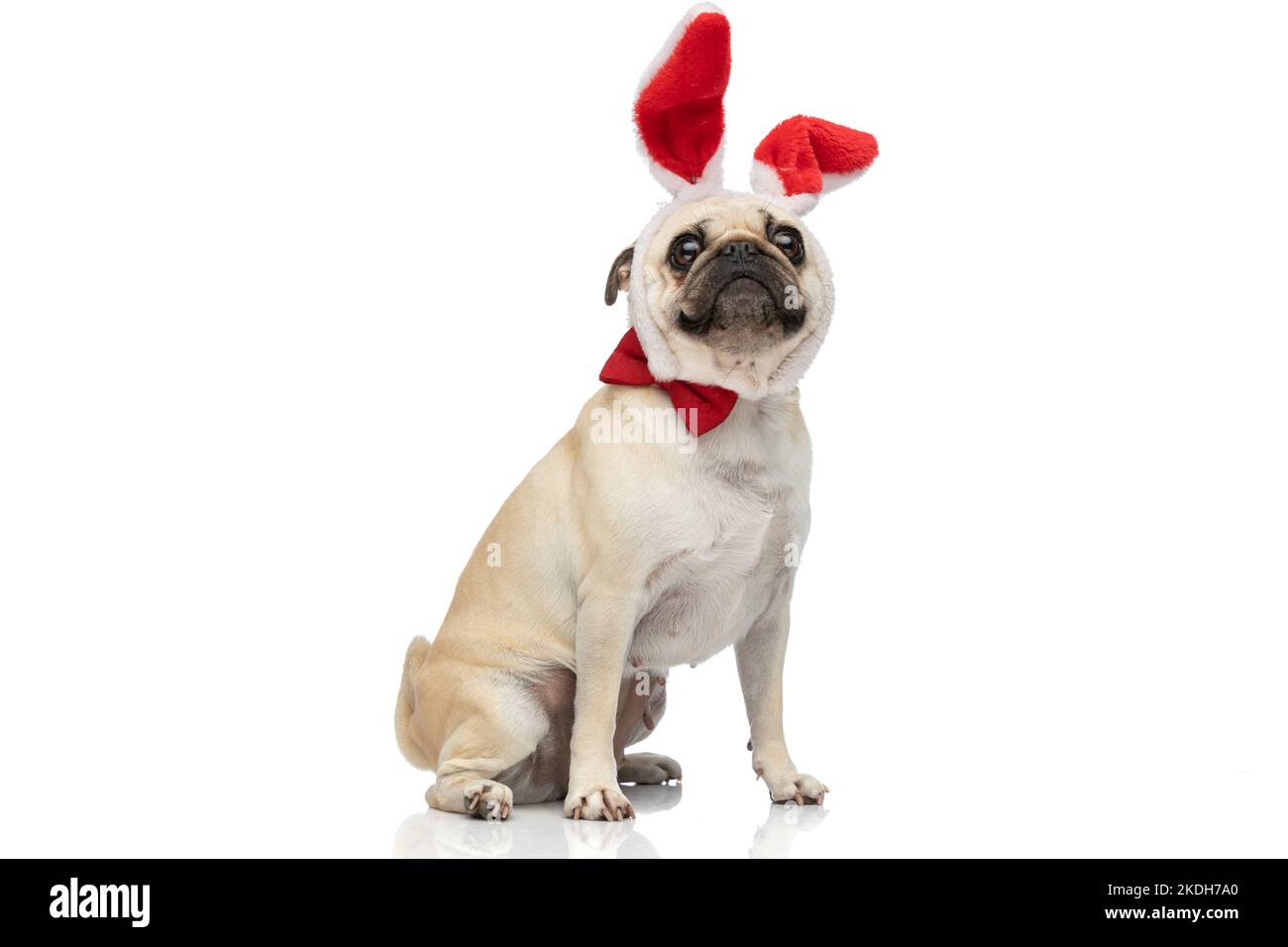 Sweet mops dog looking At the camera and wearing bunny ears with bow ...