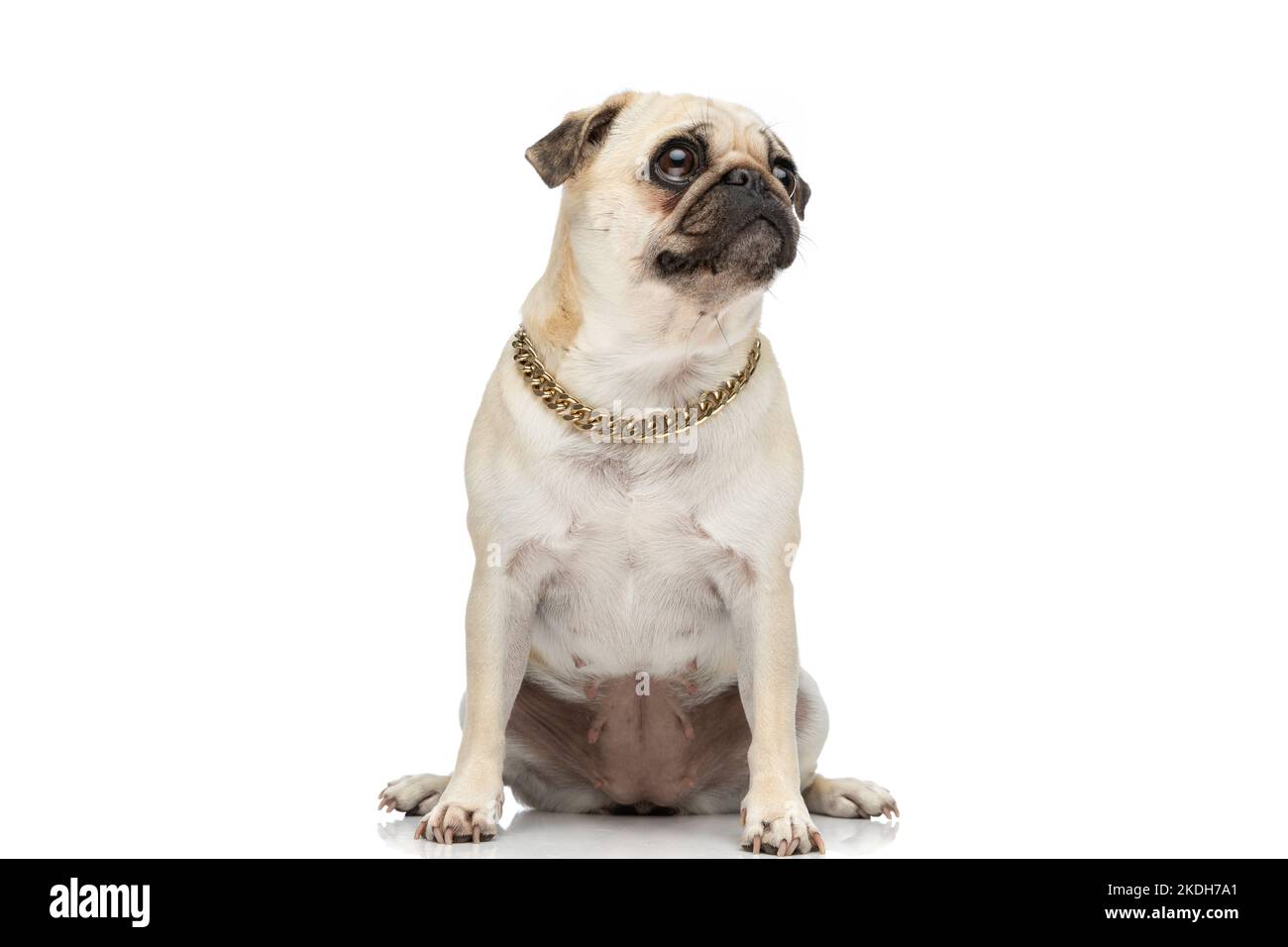 Sweet pug dog looking away while wearing a chain at his neck and ...