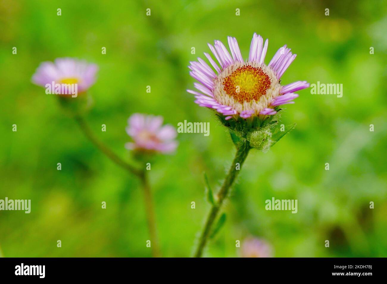 Wildflowers in french alps hi-res stock photography and images - Alamy