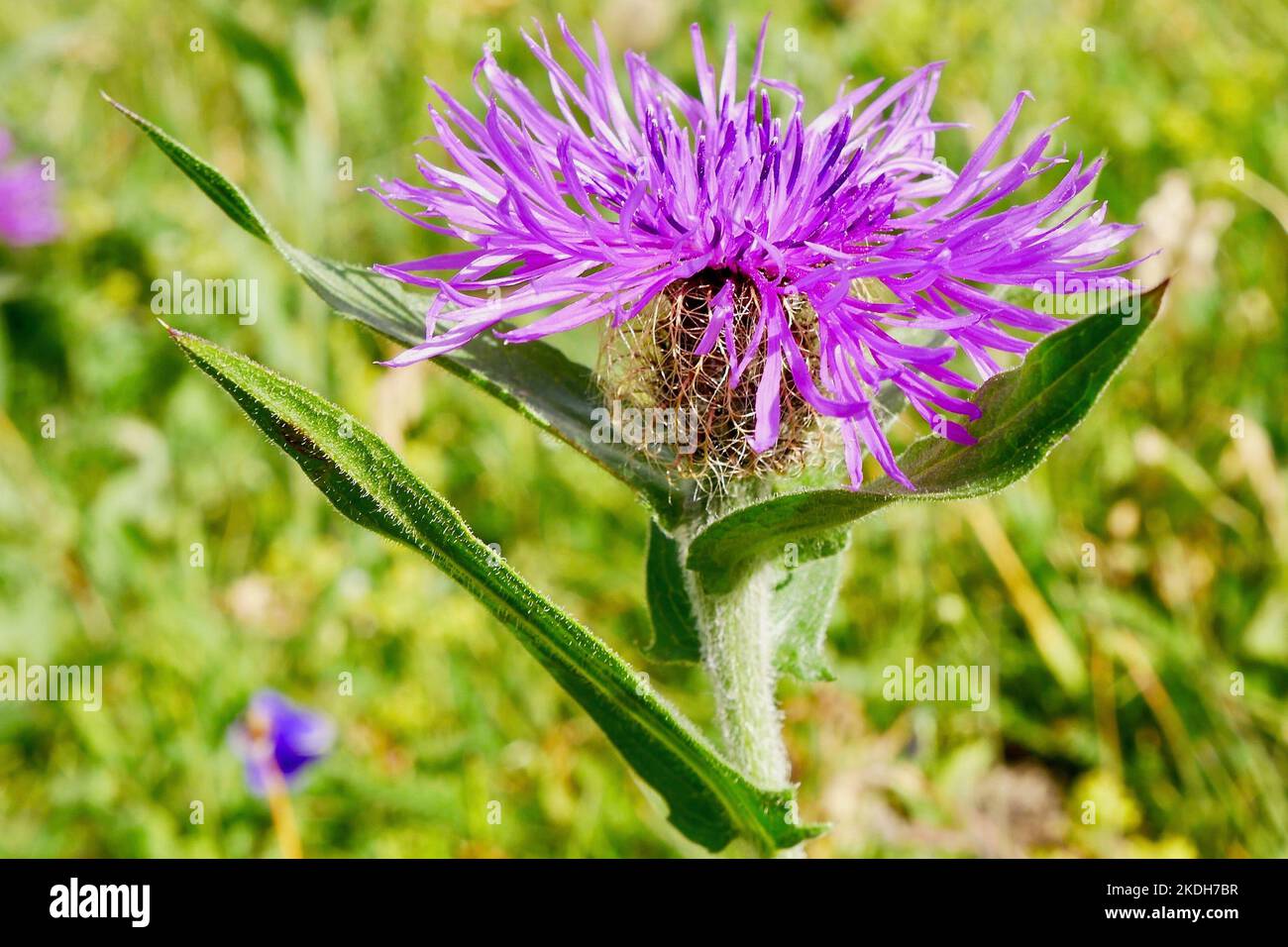 Wildflowers in french alps hi-res stock photography and images - Alamy