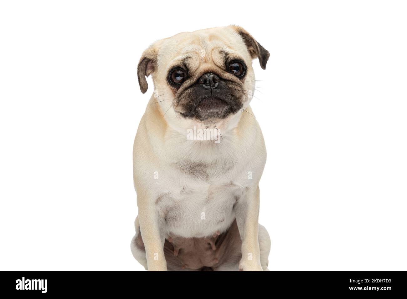 cute pug dog making puppy eyes and feeling upset because he didn't ...