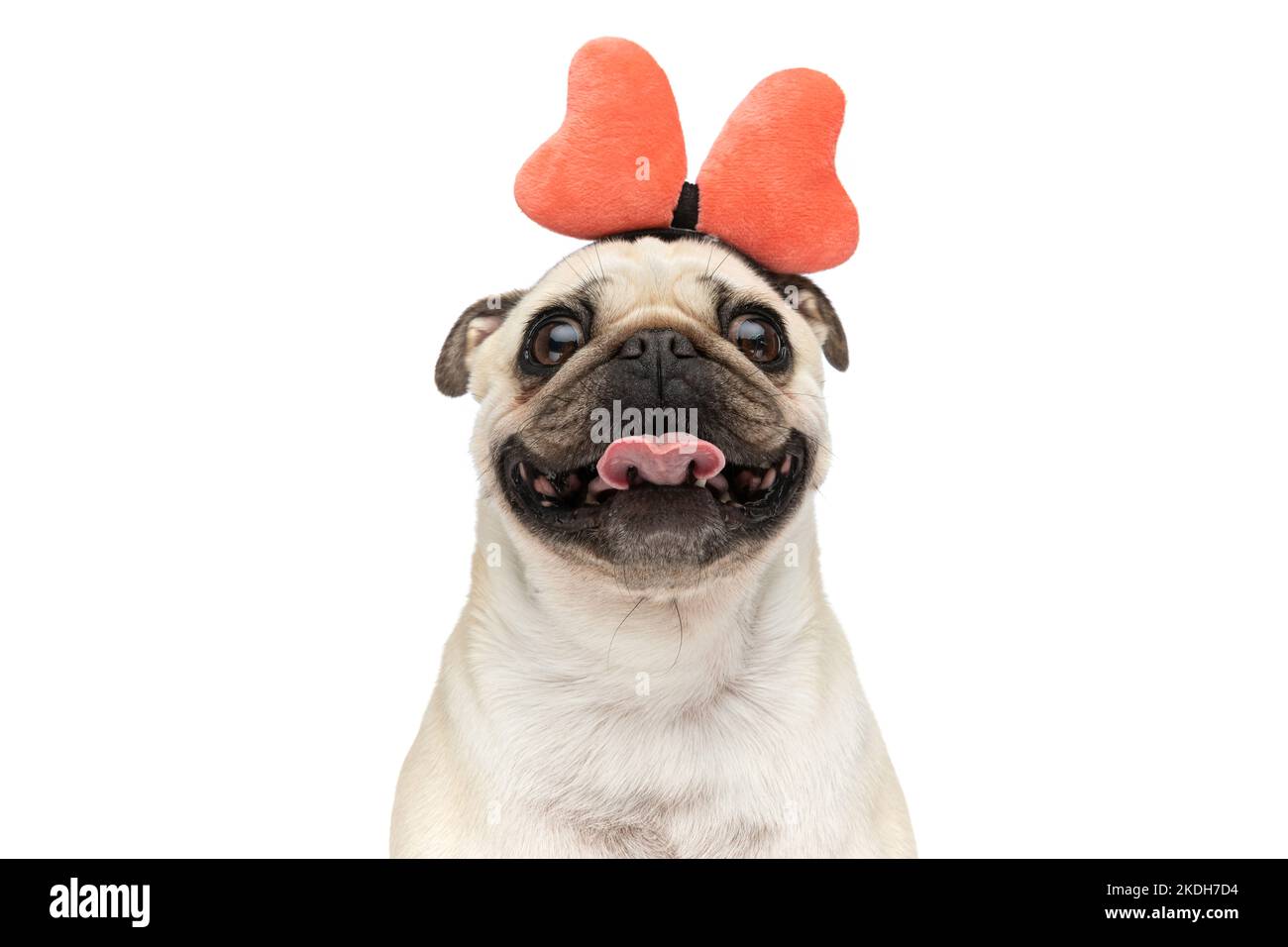 Close-up on a small pug dog smiling while sticking out his tongue and ...
