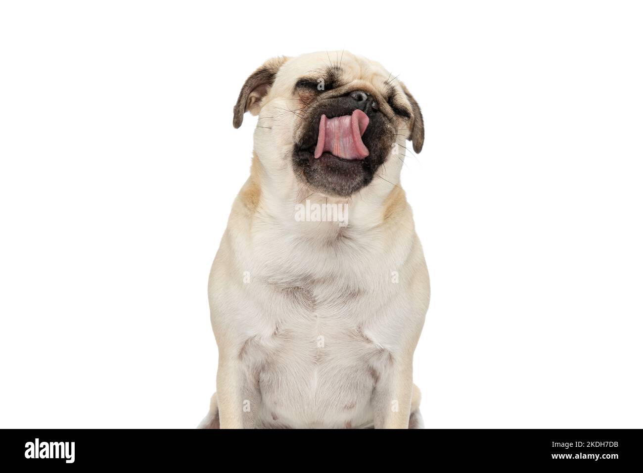 Seated pug dog licking his mouth with his eyes closed against white ...
