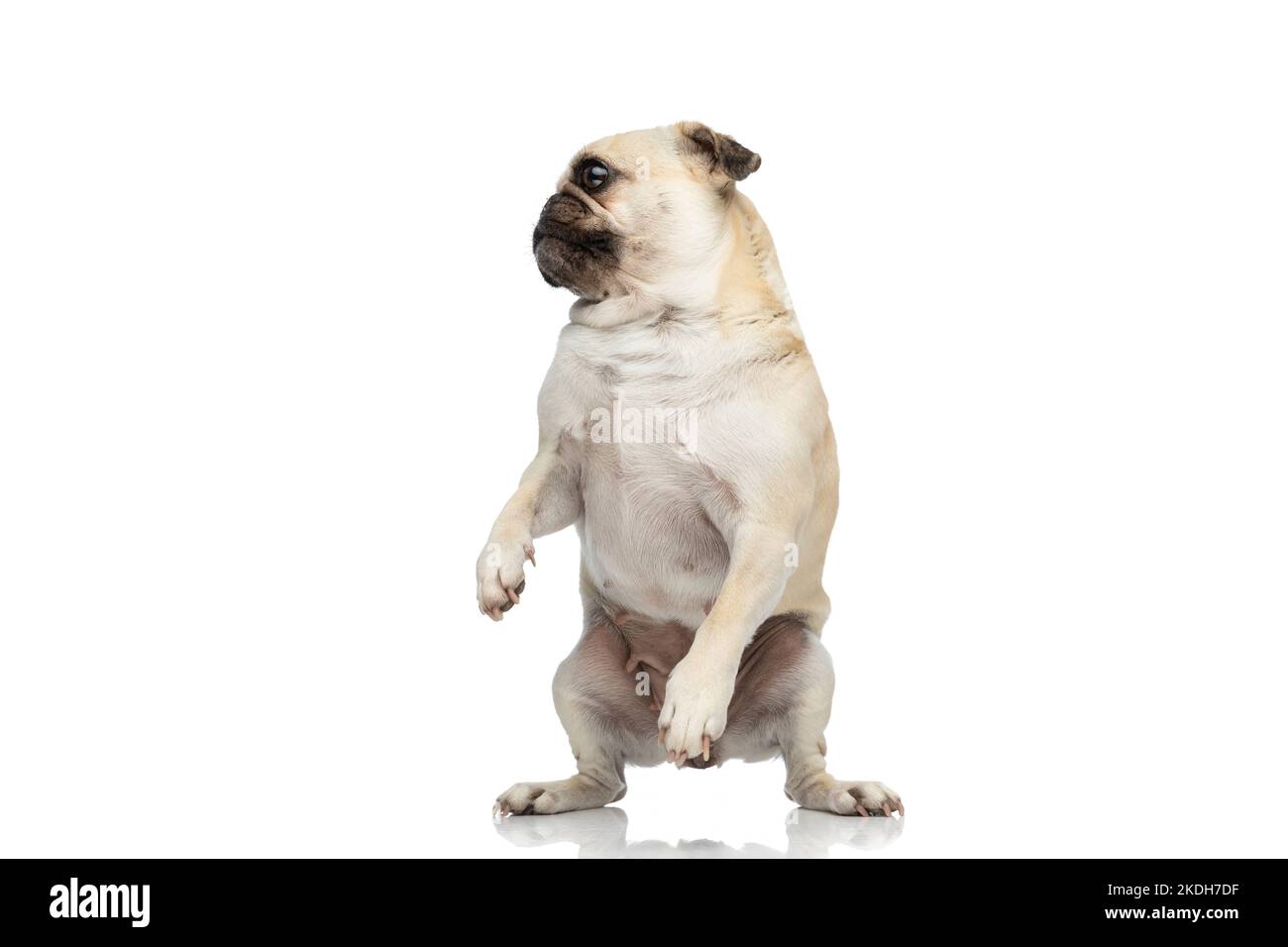 full body picture a cute pug dog standing on Hind legs and looking to ...