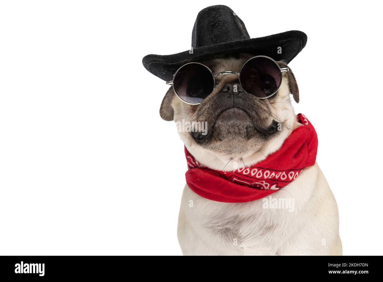 Close-up on a cowboy mops dog wearing a black hat with sunglasses and a ...