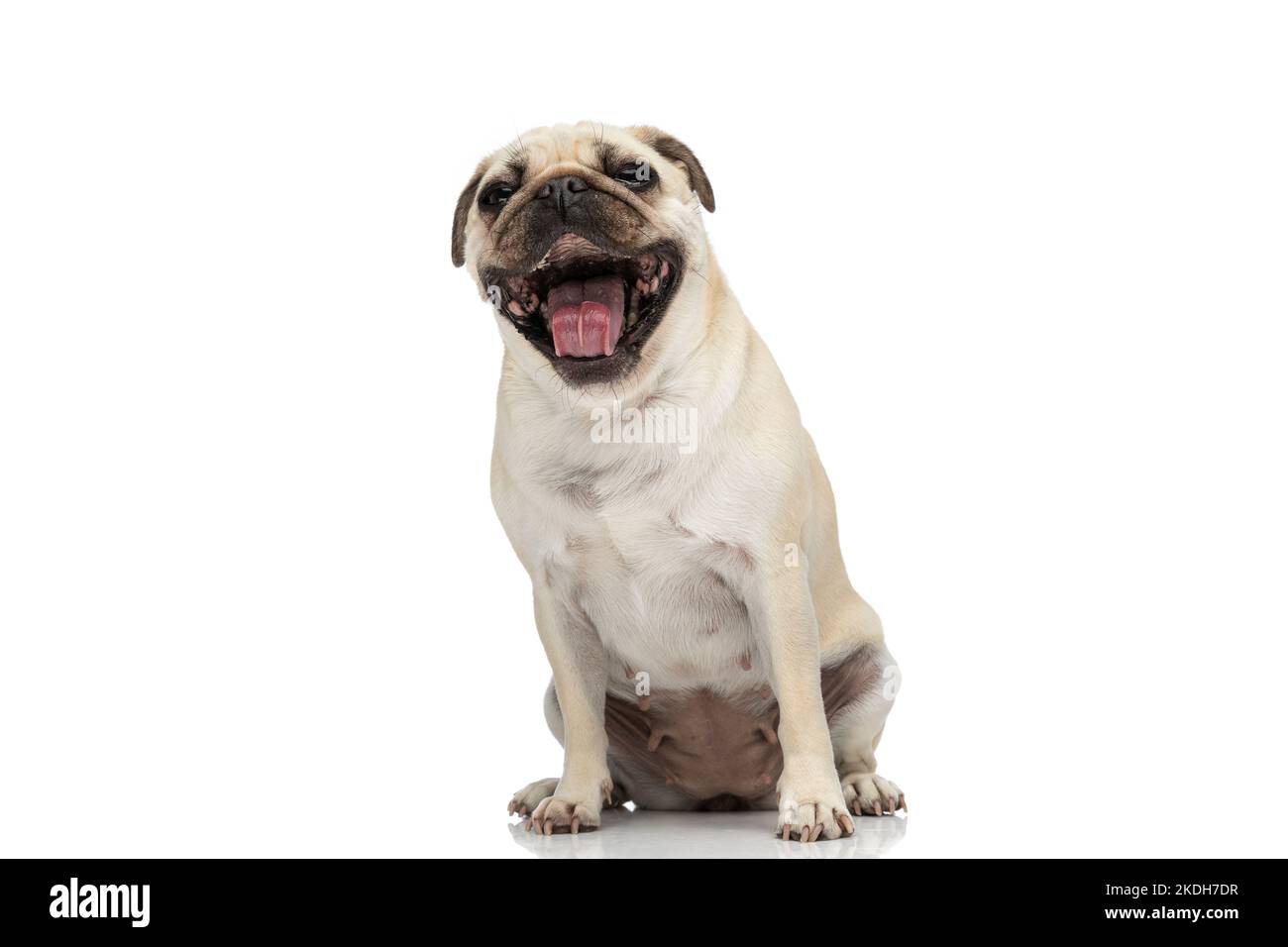 Sweet pug dog laughing out loud and feeling amused while sitting ...
