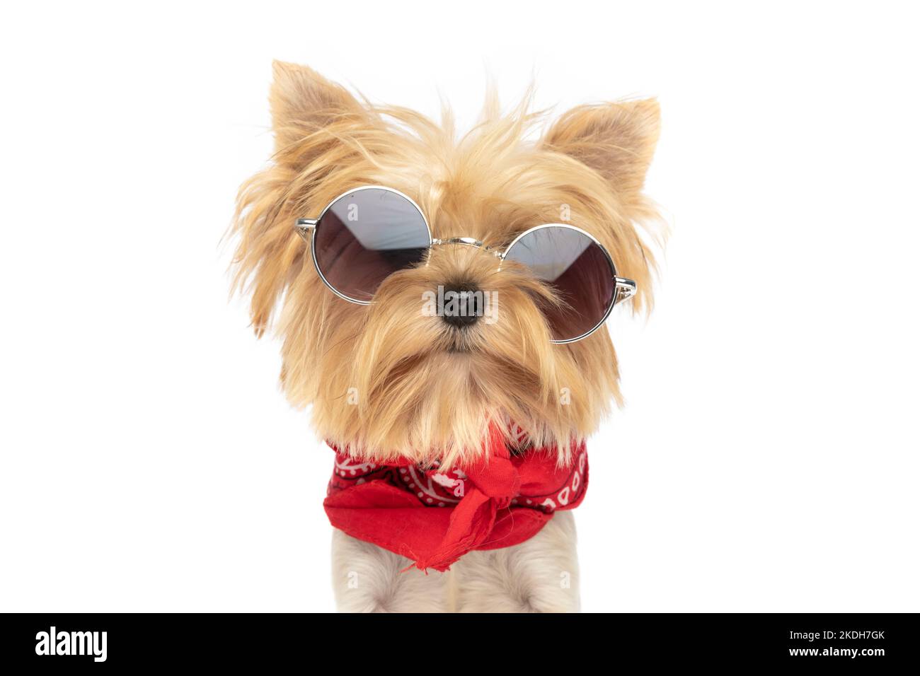 close up on a cute yorkshire terrier dog wearing sunglasses and a red ...