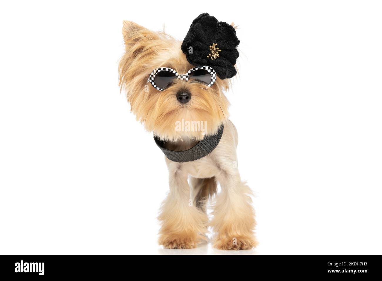 cute fashion yorkshire terrier dog wearing black flower, sunglasses and ...