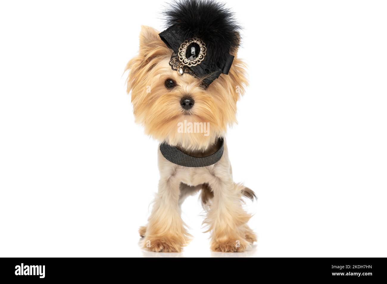 beautiful yorkie dog standing against white background and posing with ...