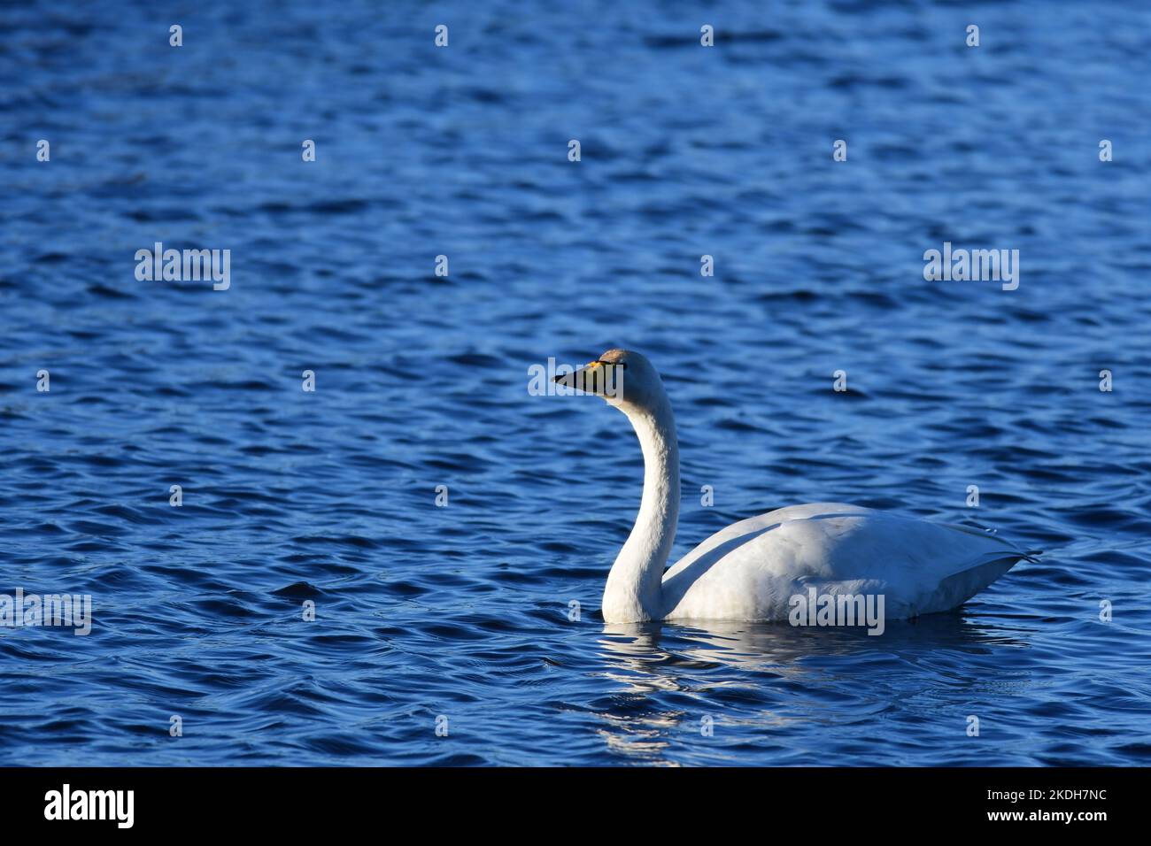 Scotlands national bird hi-res stock photography and images - Alamy