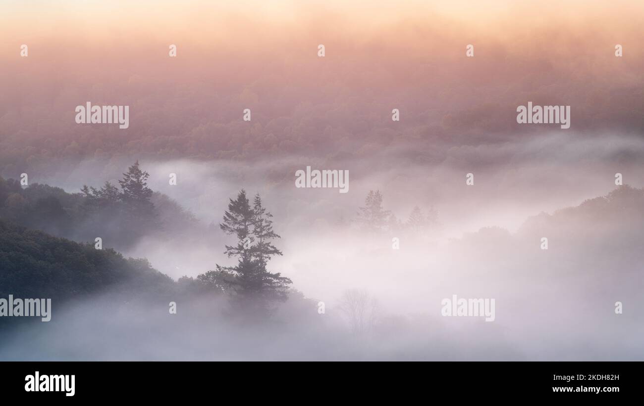 A pair of pine trees peek out above rapidly shifting fog under a layer ...