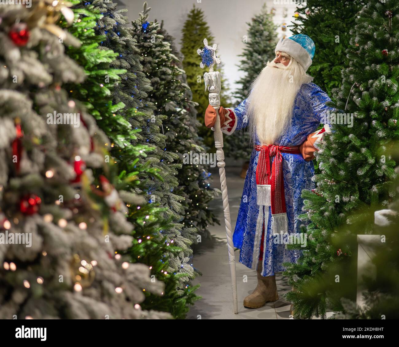 Russian Santa Claus with a staff in a store of artificial Christmas ...