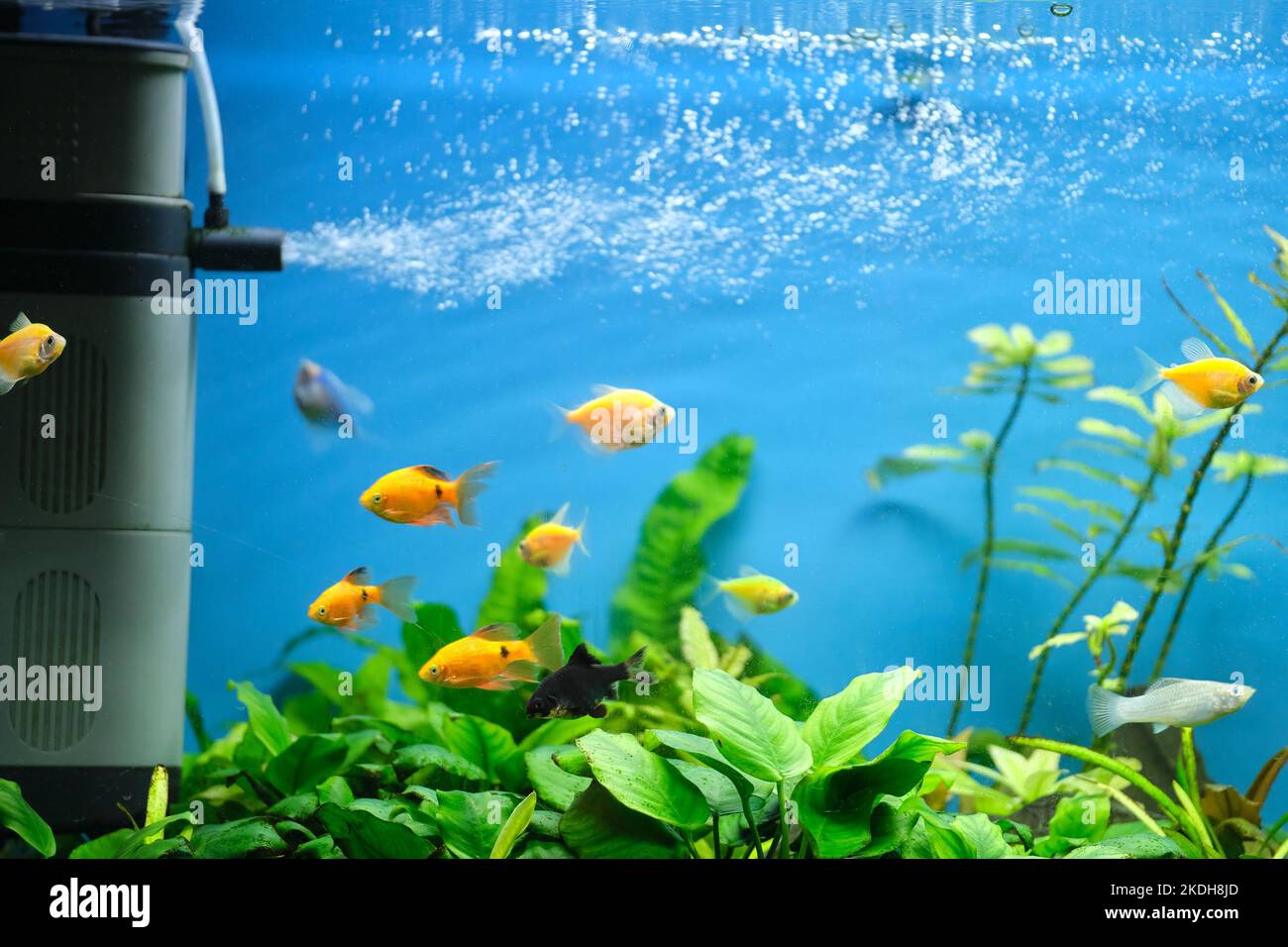 Colorful exotic fish swimming in deep blue water aquarium with green ...