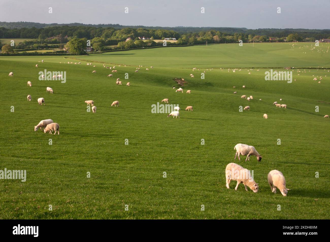 sheep grazing, Horton Heath & Ferndown Forest from Horton tower, Dorset ...