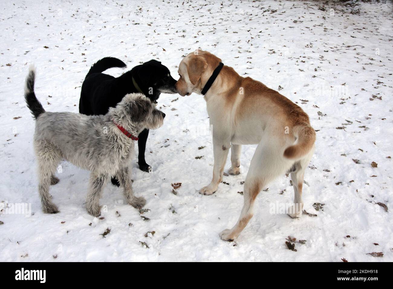 three dogs socialising in snow Stock Photo - Alamy