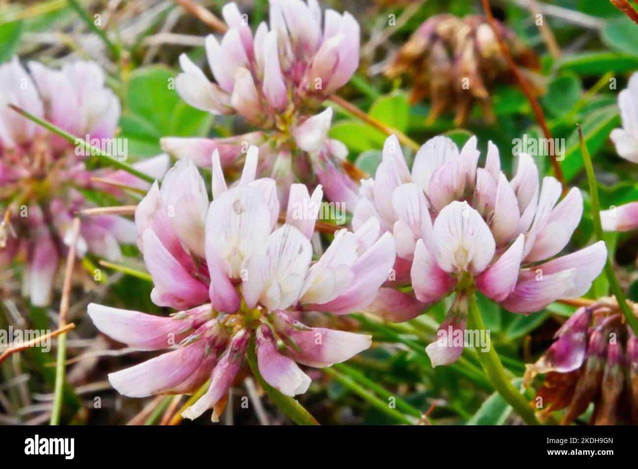 Rare flower images hi-res stock photography and images - Alamy
