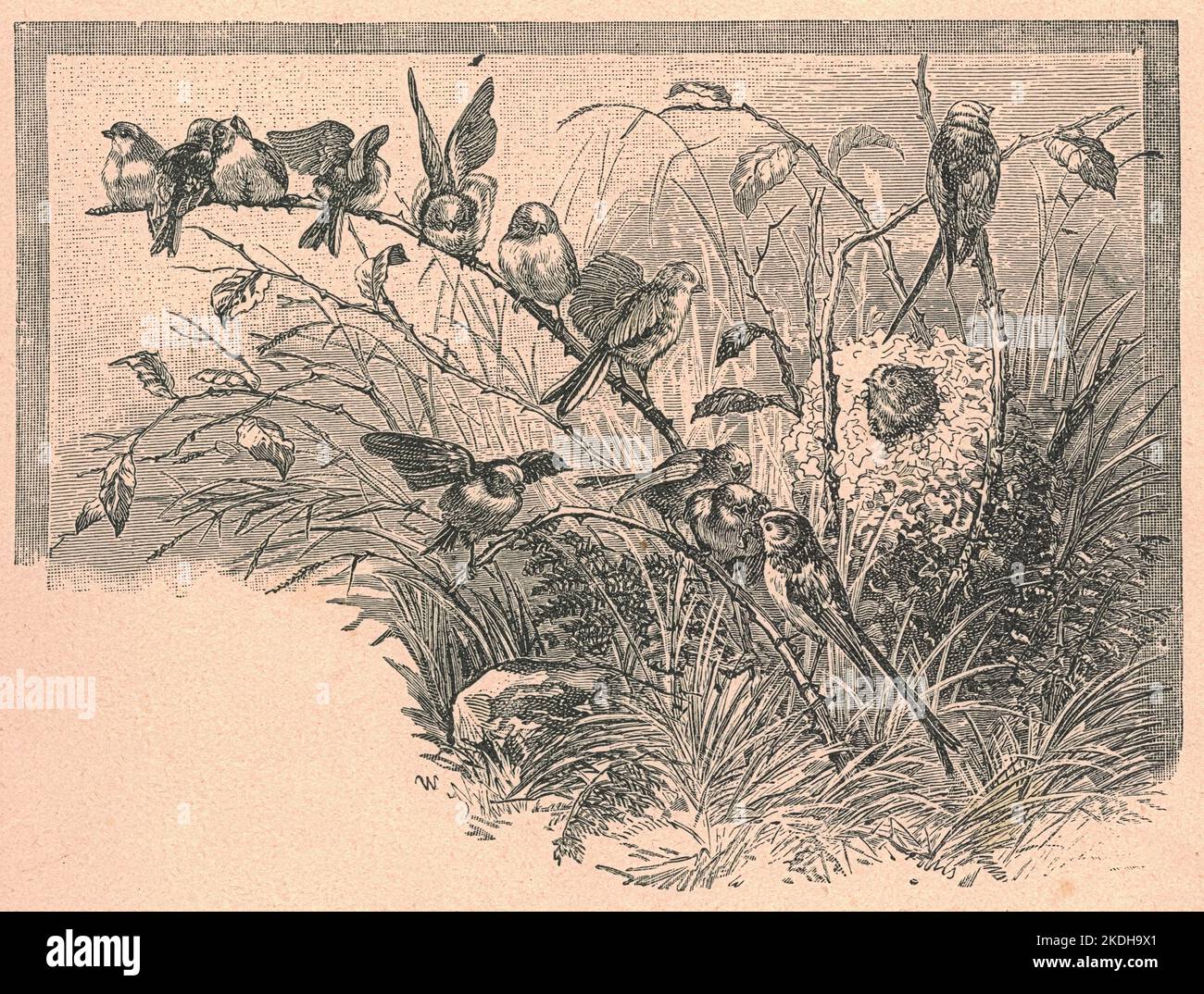 Black & white antique illustration shows birds in nature. Vintage ...
