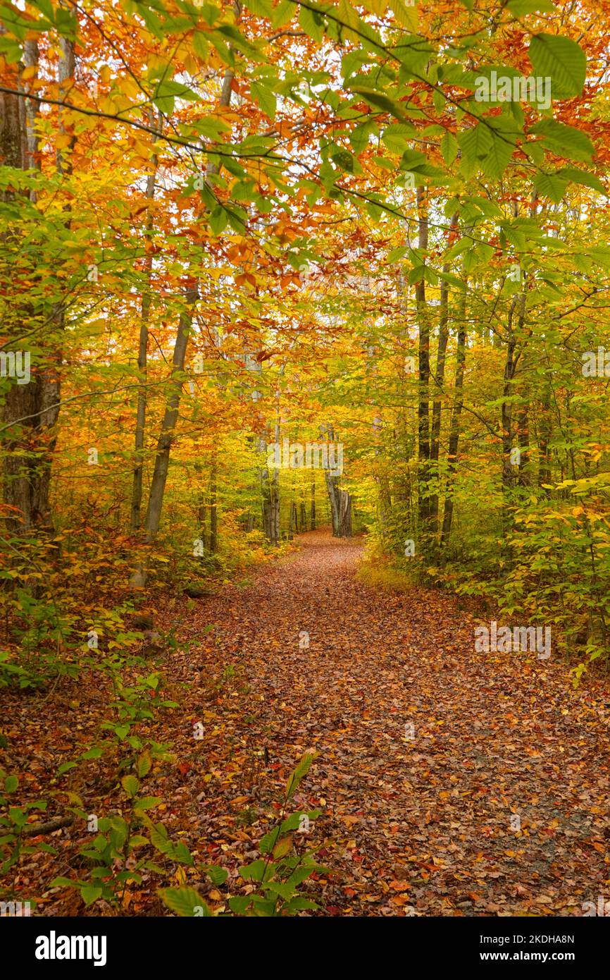 Beautiful fall forest trail hi-res stock photography and images - Alamy