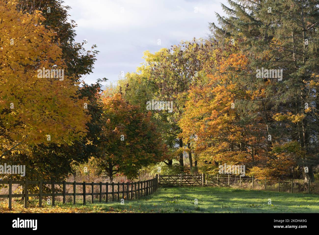 Colourful Autumn Foliage Around a Paddock Edged with Various Trees ...
