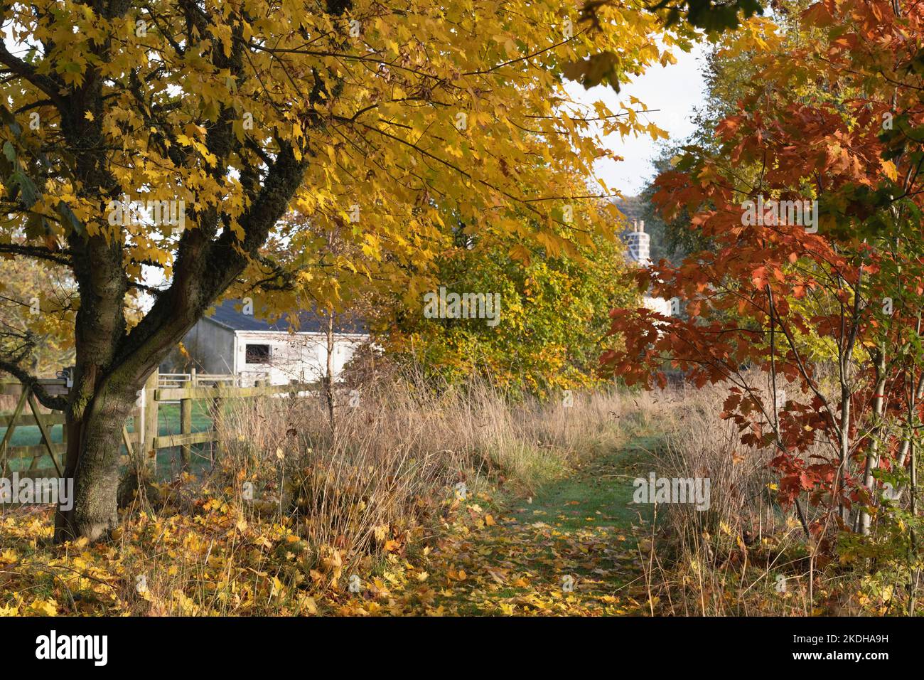 Beech house hi-res stock photography and images - Alamy