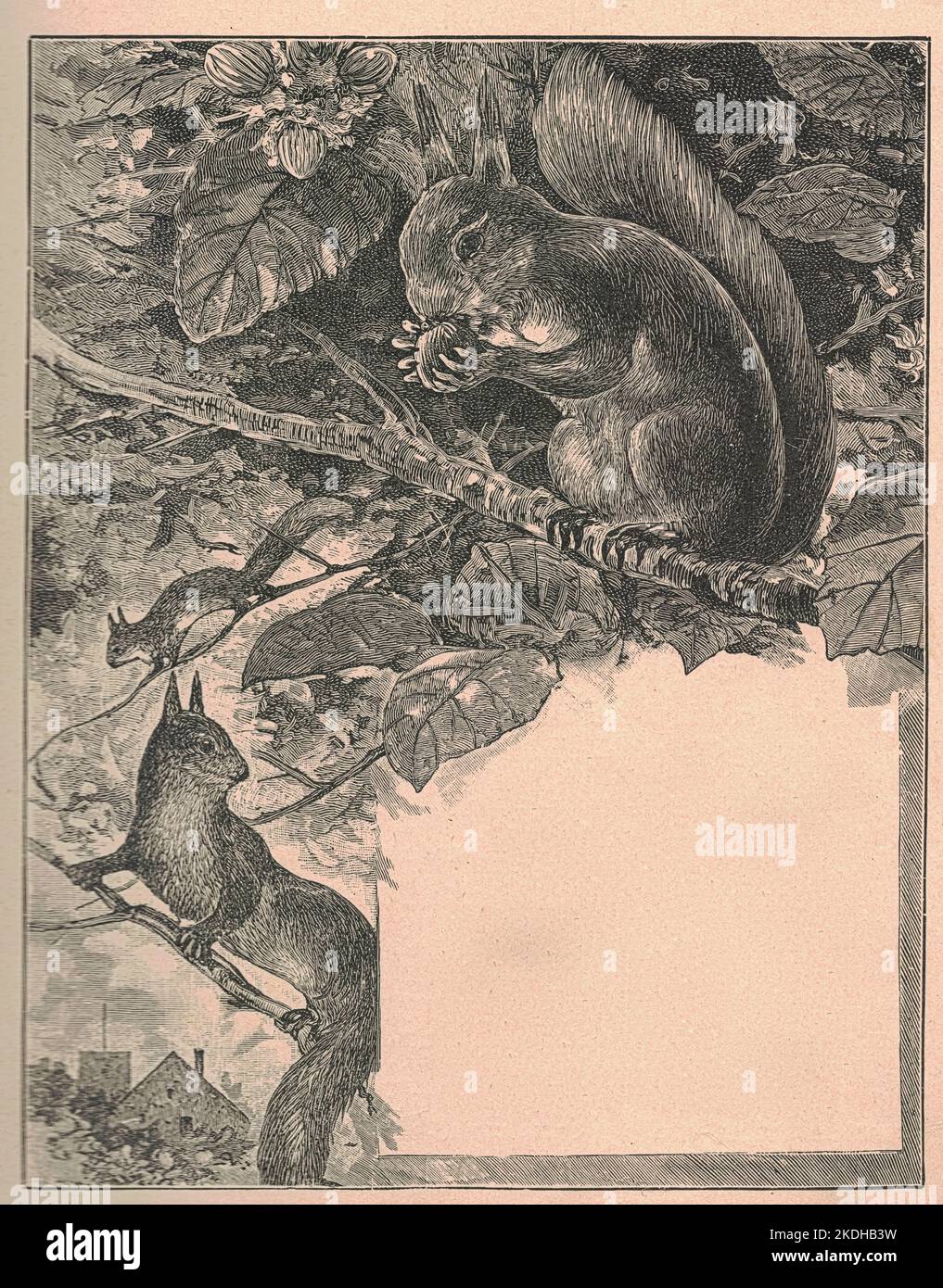Black & white antique illustration shows squirrels. Vintage marvellous ...