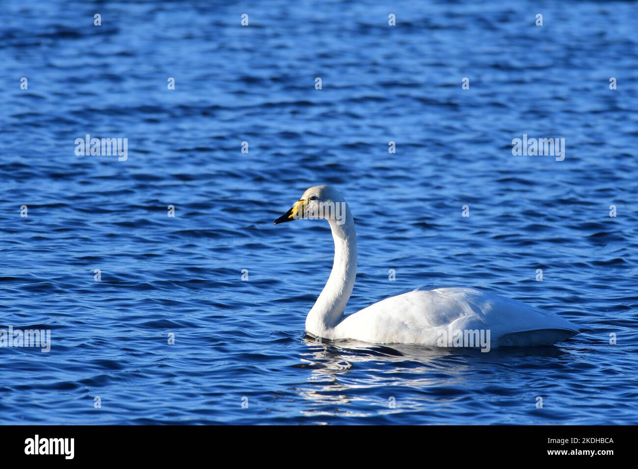 Whooper Swans Scotland Stock Photo - Alamy