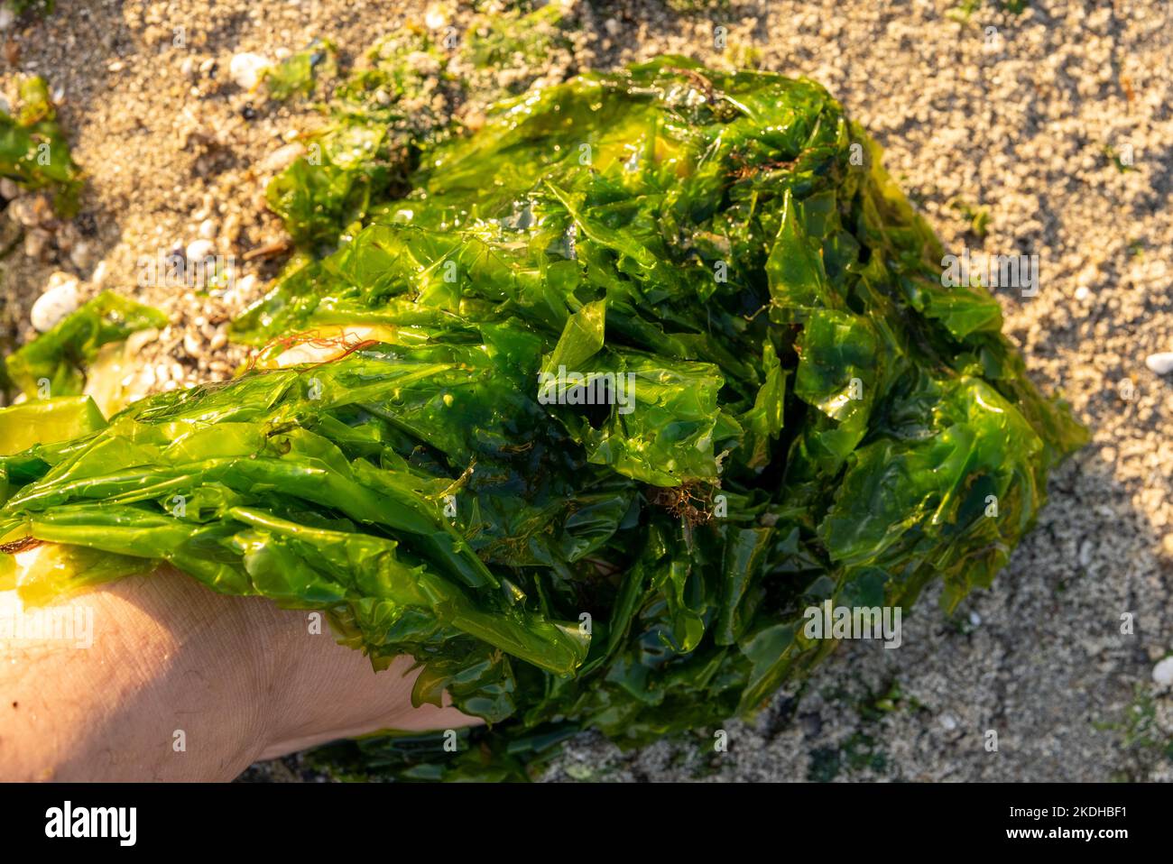 Seaweed On The Foot In the Beach Sandy Background Stock Photo - Alamy