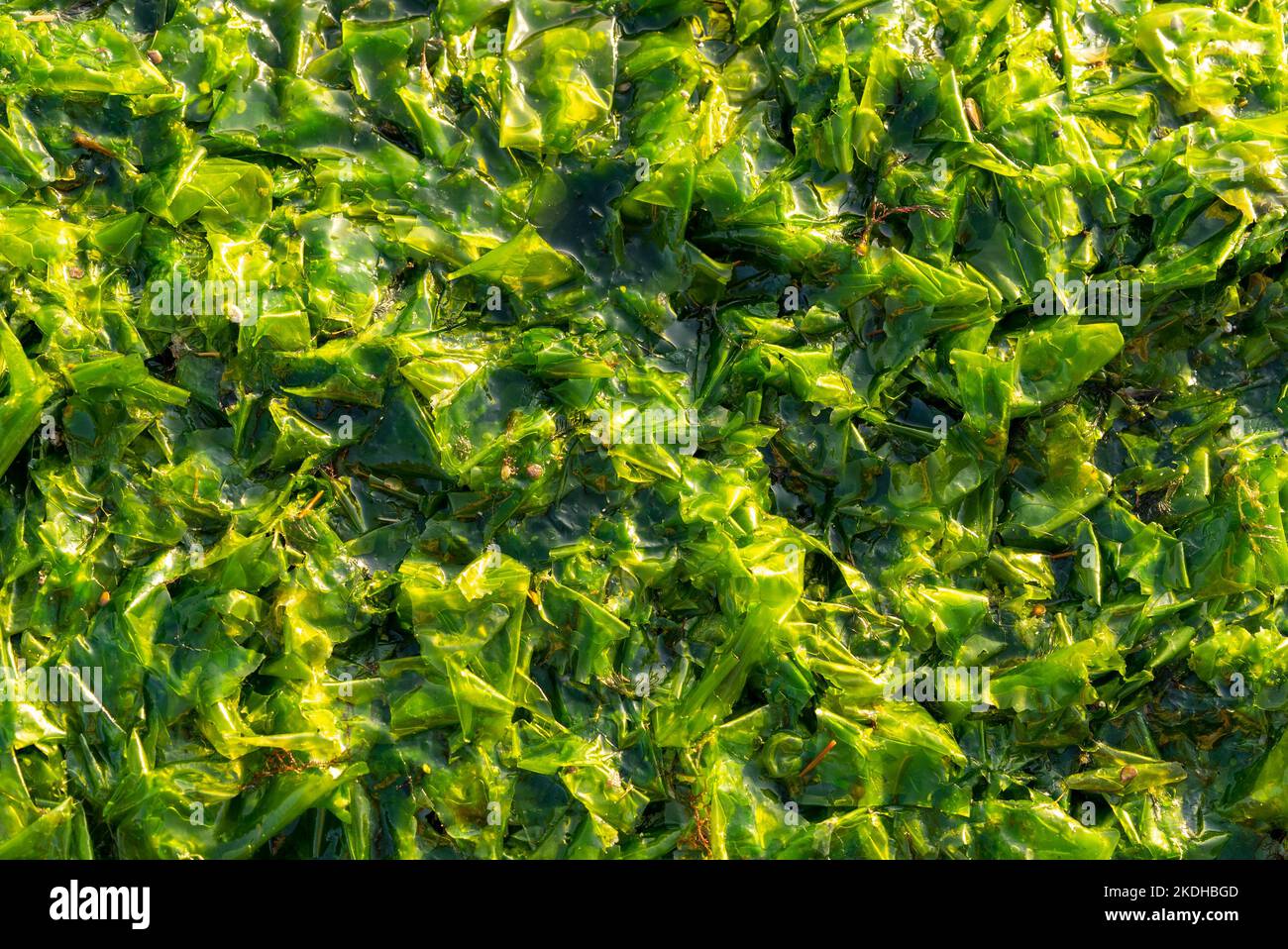 Seaweeds On Beach Stock Photo - Alamy