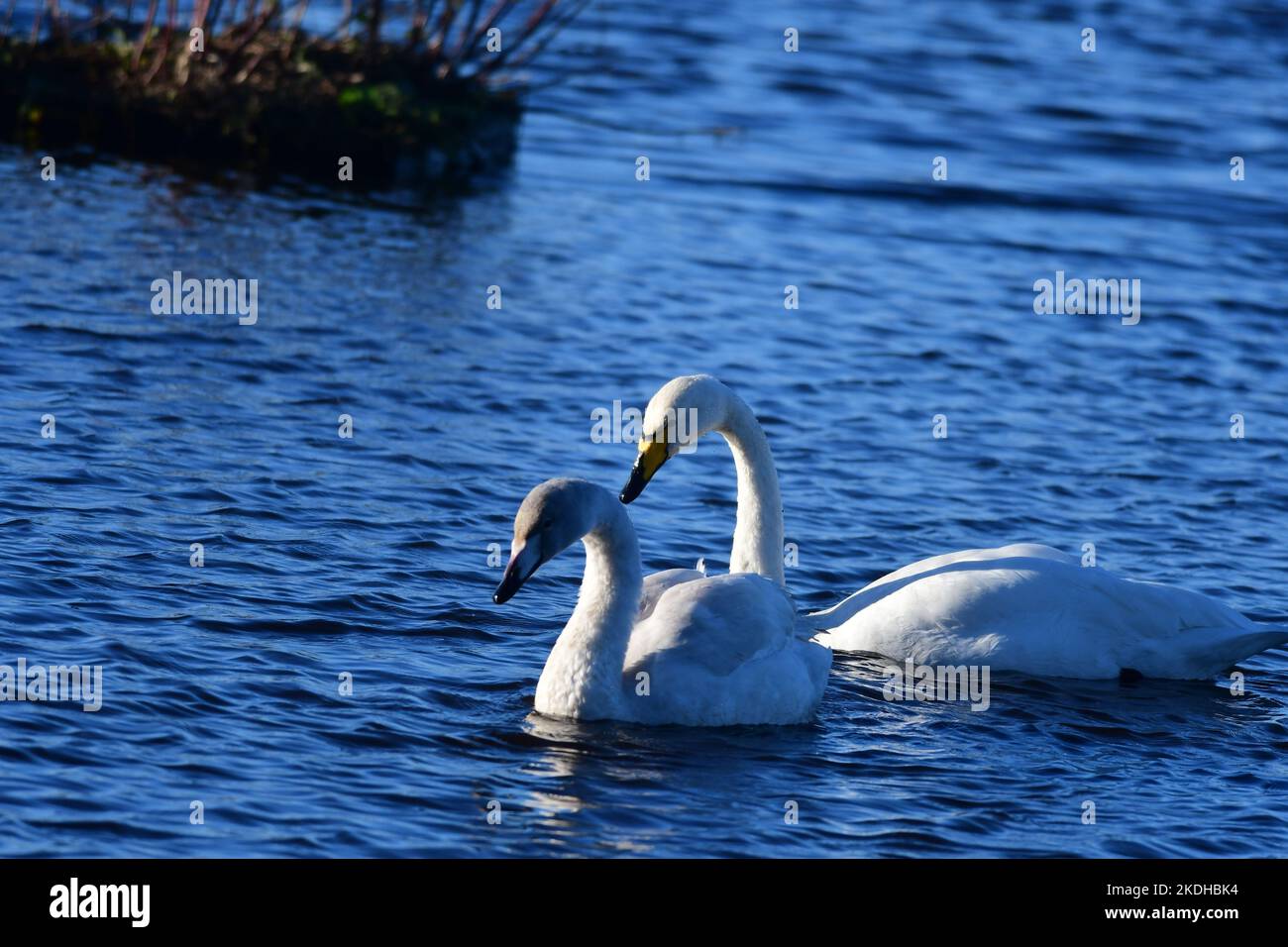 Whooper Swans Scotland Stock Photo - Alamy